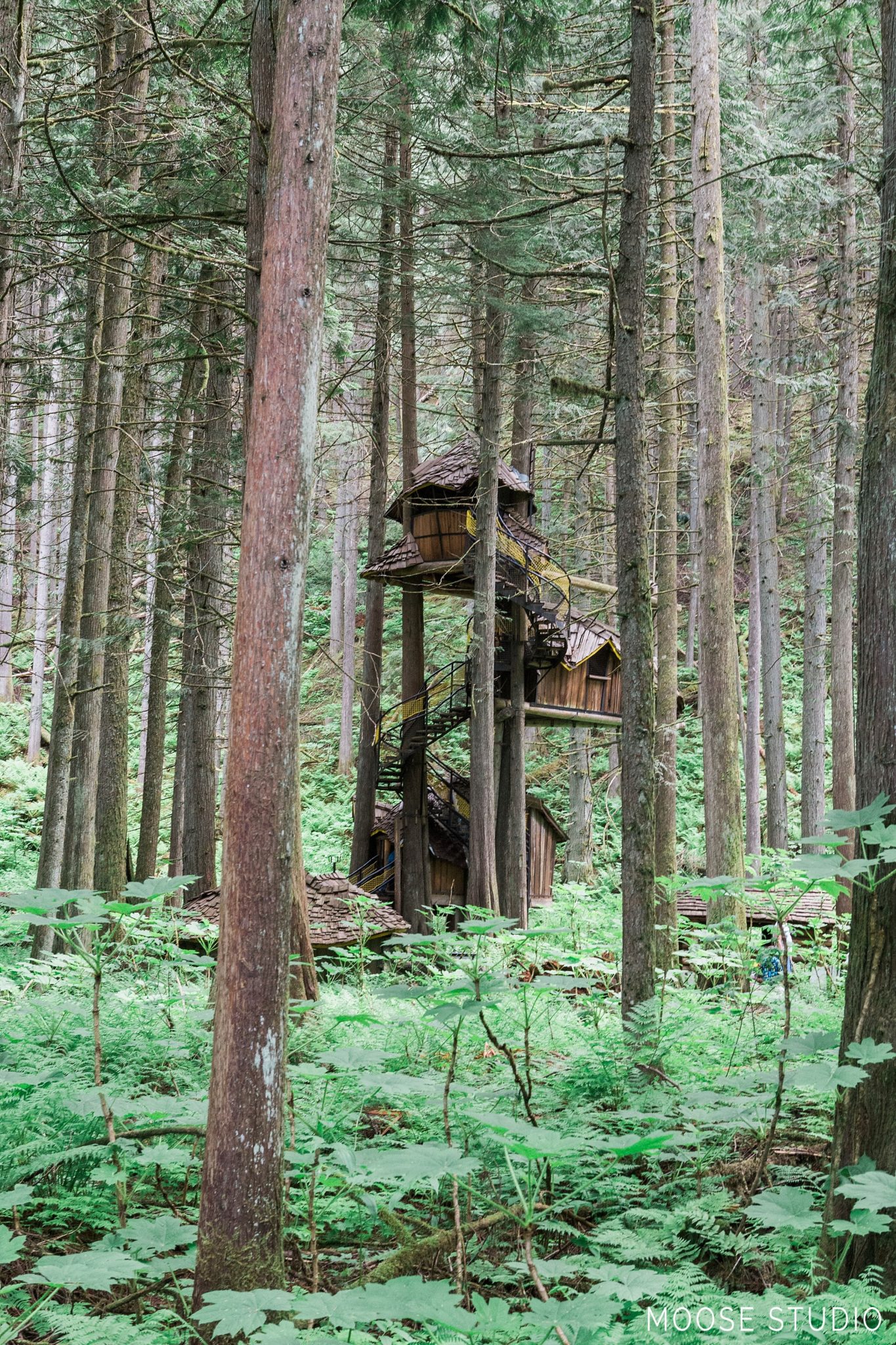 The Enchanted Forest In British Columbia, Canada